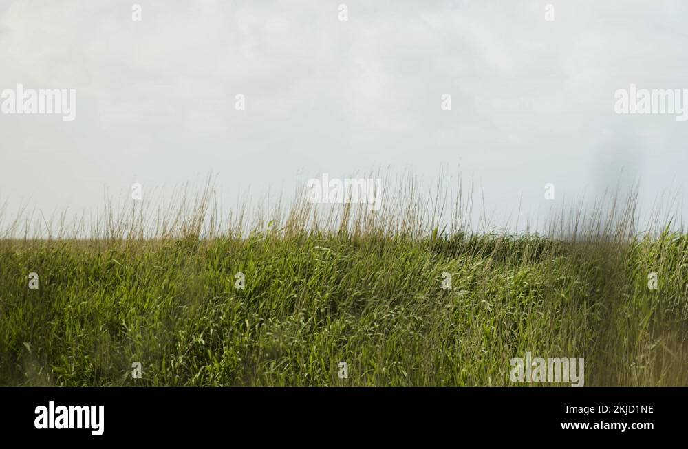 Grasses in wind Stock Videos & Footage - HD and 4K Video Clips - Alamy
