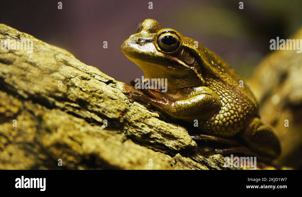 Bell frog Stock Videos & Footage - HD and 4K Video Clips - Alamy