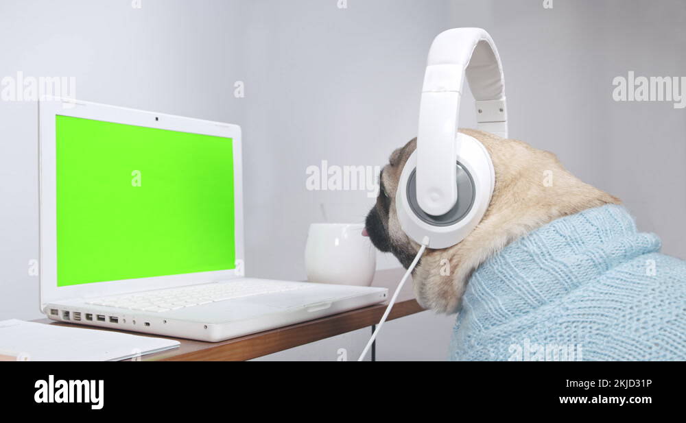 Pug dog in headset with laptop. Studying online. Education online ...