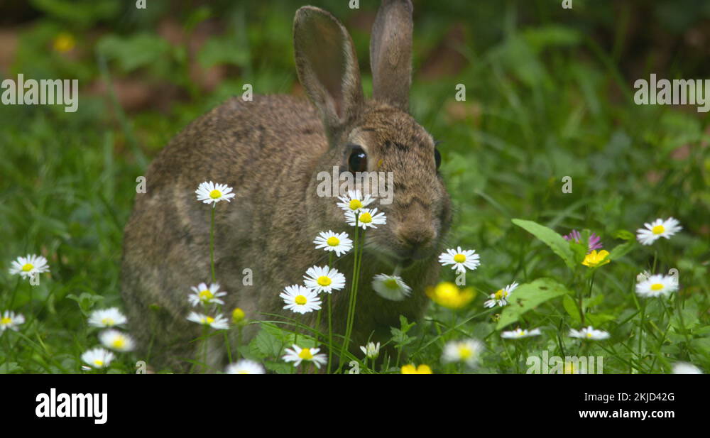 Bunny eating flower Stock Videos & Footage - HD and 4K Video Clips - Alamy