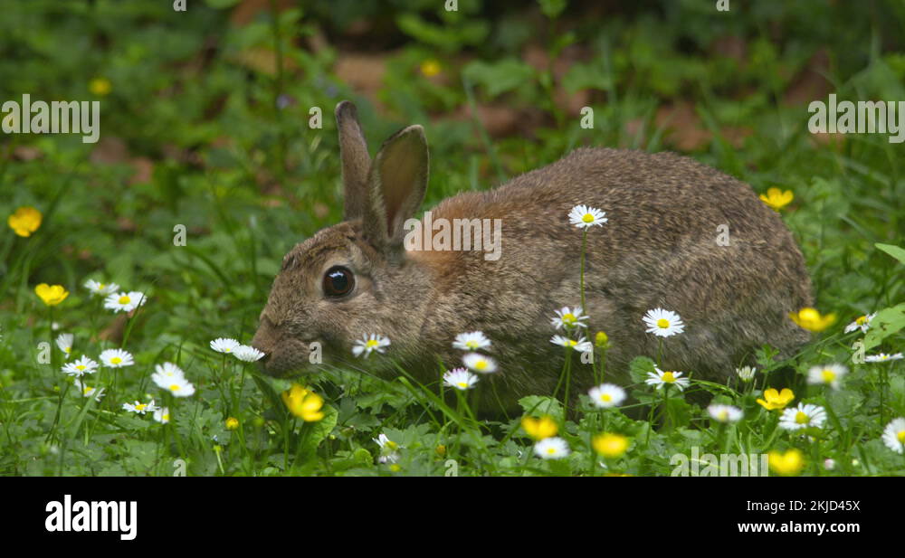 Bunny rabbit ears Stock Videos & Footage - HD and 4K Video Clips - Alamy