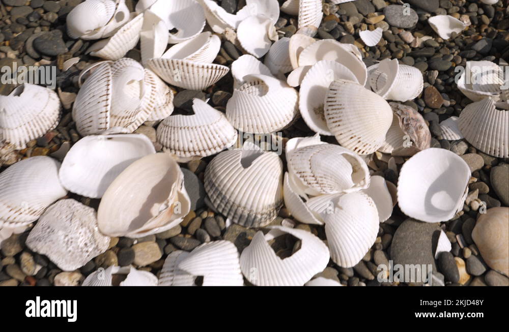 Closer look of the white seashells in Koijigahama Beach in Tahara Japan Stock Video Footage - Alamy