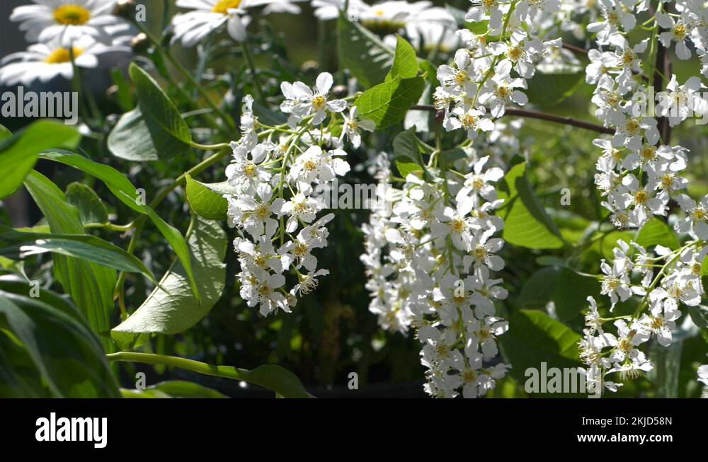 Hackberry tree Stock Videos & Footage - HD and 4K Video Clips - Alamy