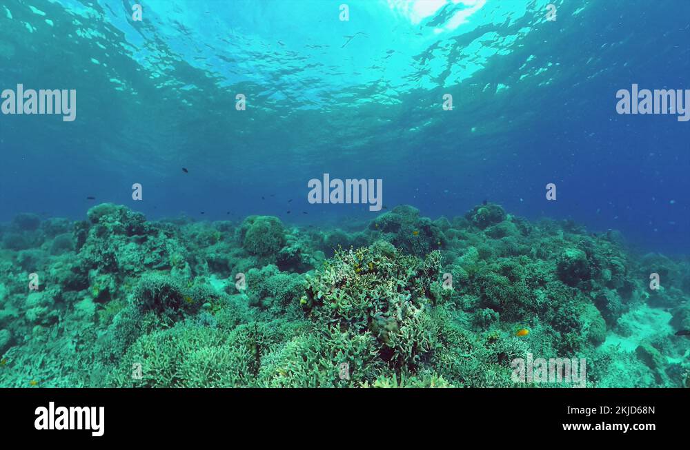Coral reef and tropical fish underwater. Bohol, Panglao, Philippines ...