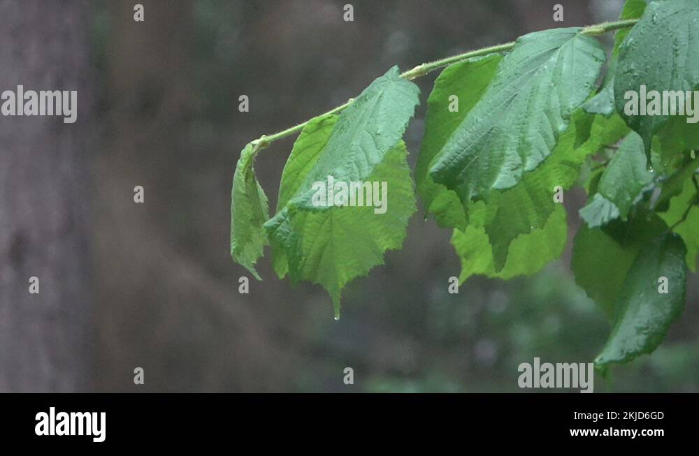 Hazel corylus avellana Stock Videos & Footage - HD and 4K Video Clips ...