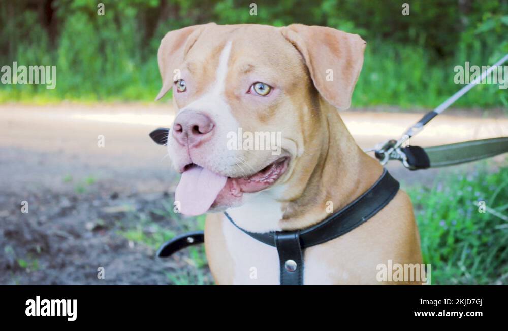 purebred american bully dog pedigree portrait green eyes Stock Video ...