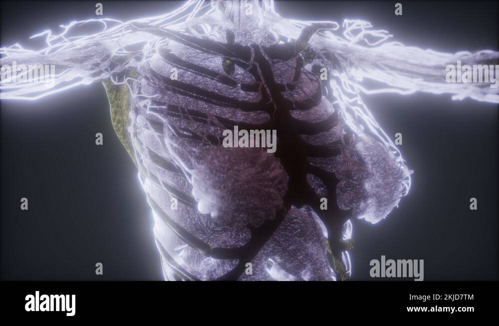 Colorful Human Body animation showing bones and organs Stock Video ...