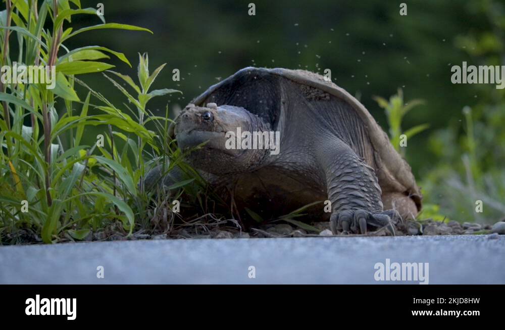 Giant Snapping Turtle Laying Eggs, Surrounded By Spring Bugs Stock ...
