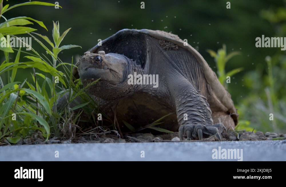 In algonquin provincial park Stock Videos & Footage - HD and 4K Video ...