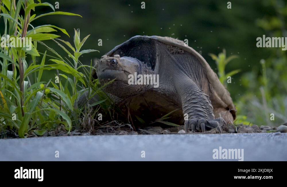 Snapping turtle laying eggs Stock Videos & Footage - HD and 4K Video ...