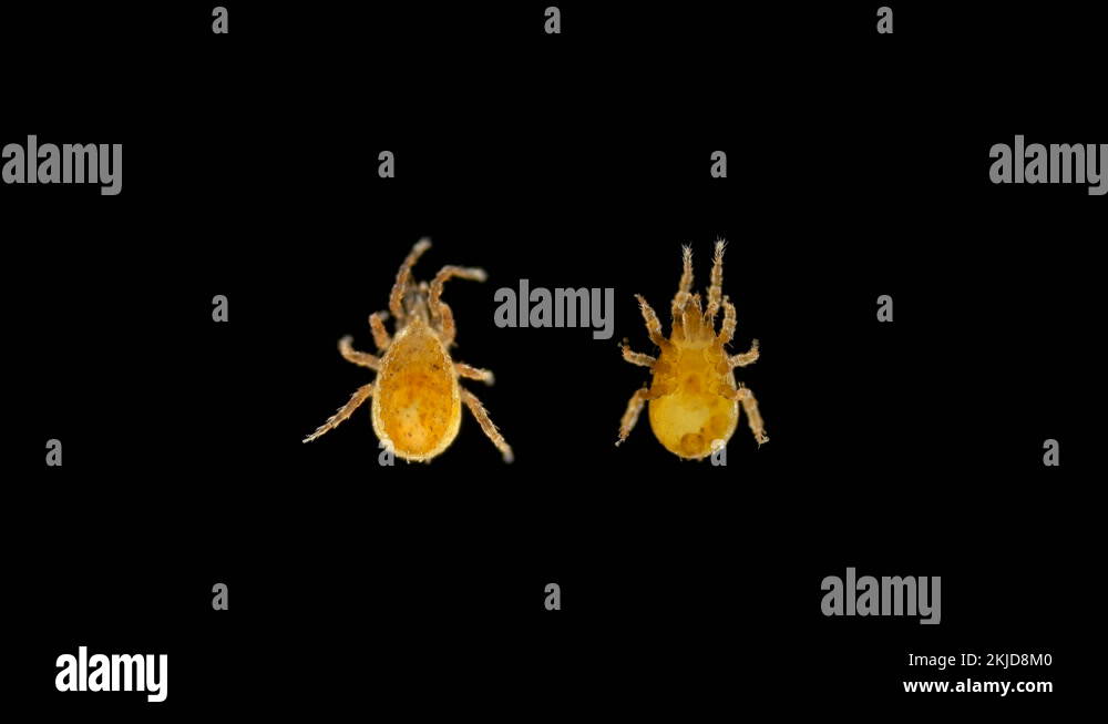 Arachnida arachnids Stock Videos & Footage - HD and 4K Video Clips - Alamy