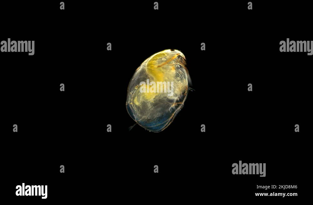 Crustaceans Cladocera under a microscope, family Chydoridae Stock Video ...