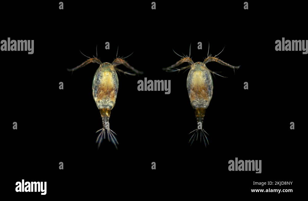 Copepoda Cyclopoida under a microscope, class Hexanauplia Stock Video ...
