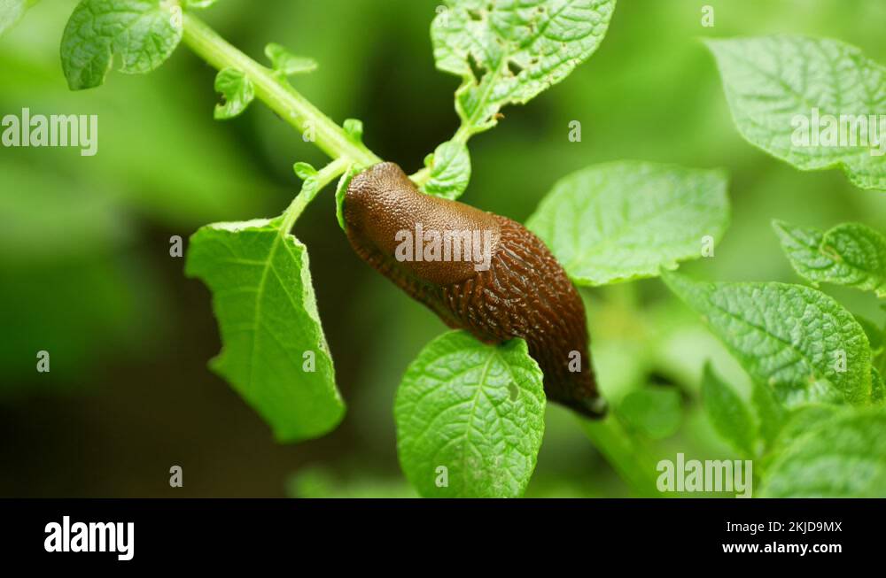 Spanish slug pest Arion vulgaris snail parasitizes on potato leaves ...