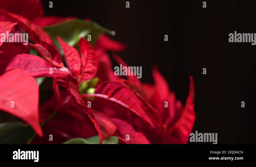 Fake house Stock Videos & Footage - HD and 4K Video Clips - Alamy