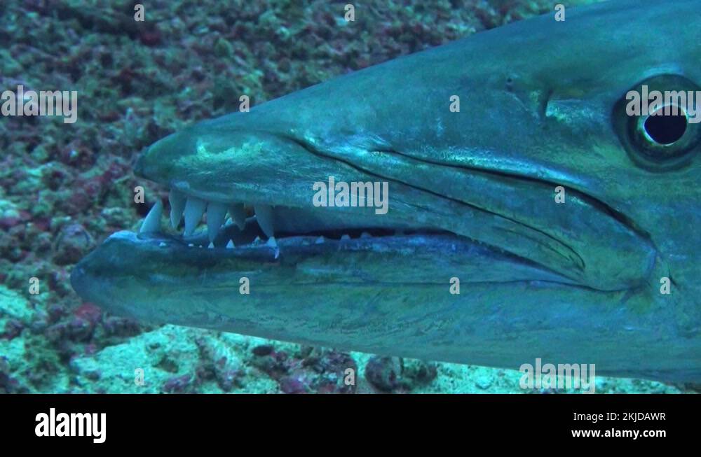 Great Barracuda (Sphyraena barracuda) - Face and Teeth Close Up ...