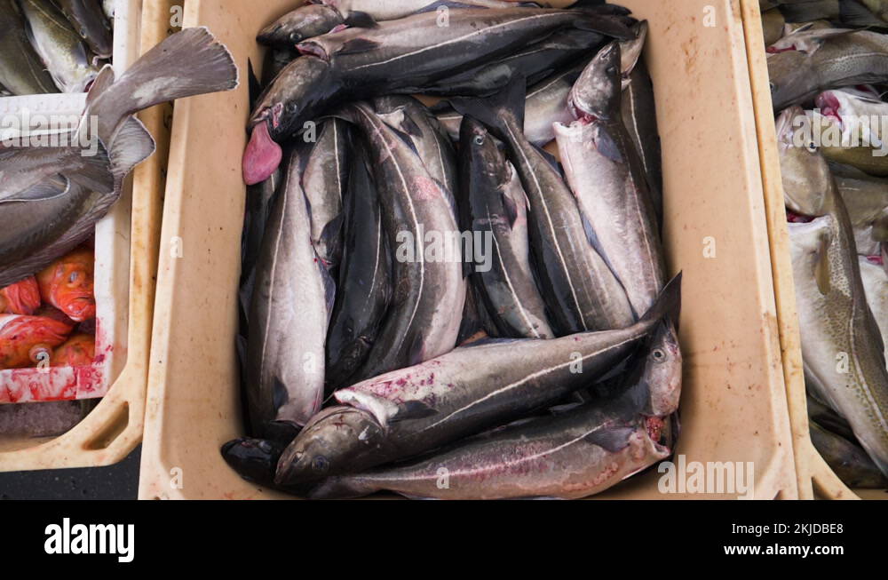 Iceland seafood Stock Videos & Footage - HD and 4K Video Clips - Alamy