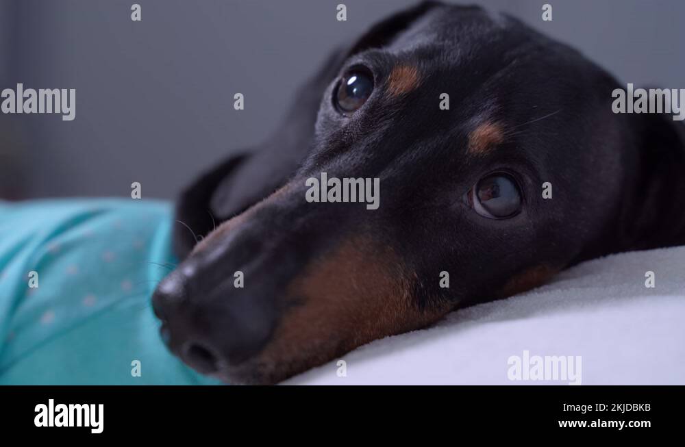 Pleading eyes of a dog Stock Videos & Footage - HD and 4K Video Clips ...