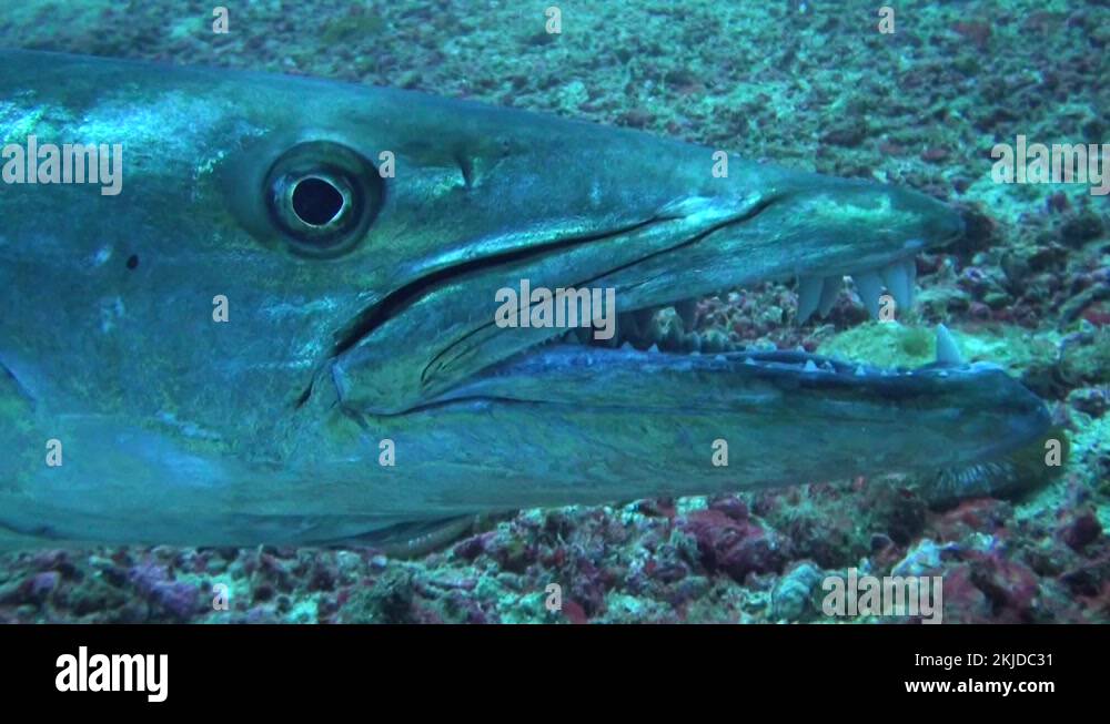 Barracuda teeth Stock Videos & Footage - HD and 4K Video Clips - Alamy