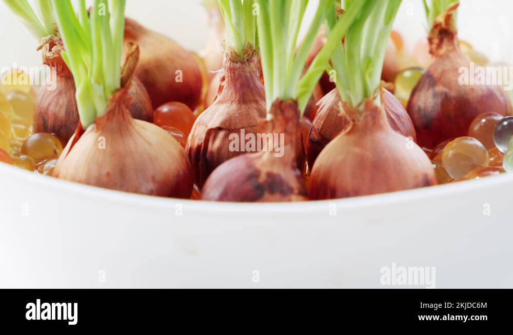 Water intensive crop Stock Videos & Footage - HD and 4K Video Clips - Alamy