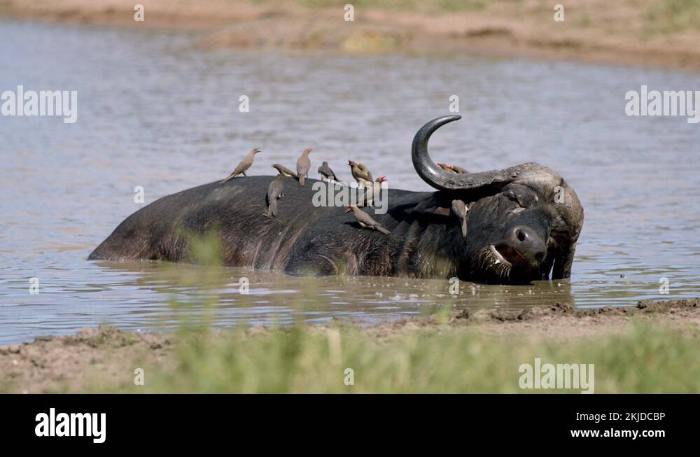 African cape buffalo and birds Stock Videos & Footage - HD and 4K Video ...