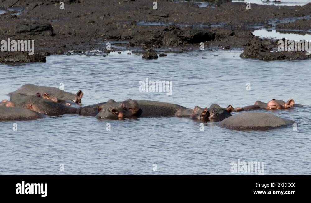 Cooling down animals Stock Videos & Footage - HD and 4K Video Clips - Alamy