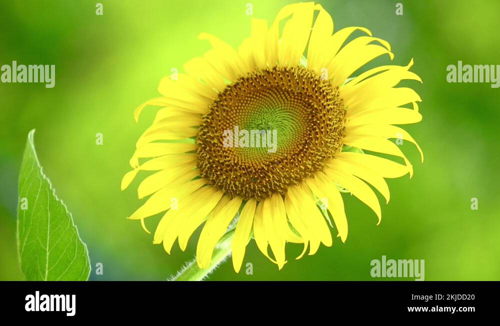 Inflorescence with one single flower Stock Videos & Footage - HD and 4K ...