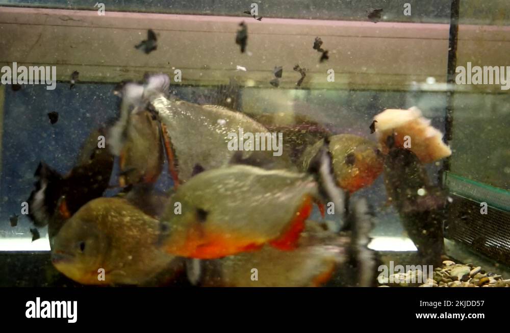 Piranha feeding frenzy Stock Videos & Footage - HD and 4K Video Clips ...