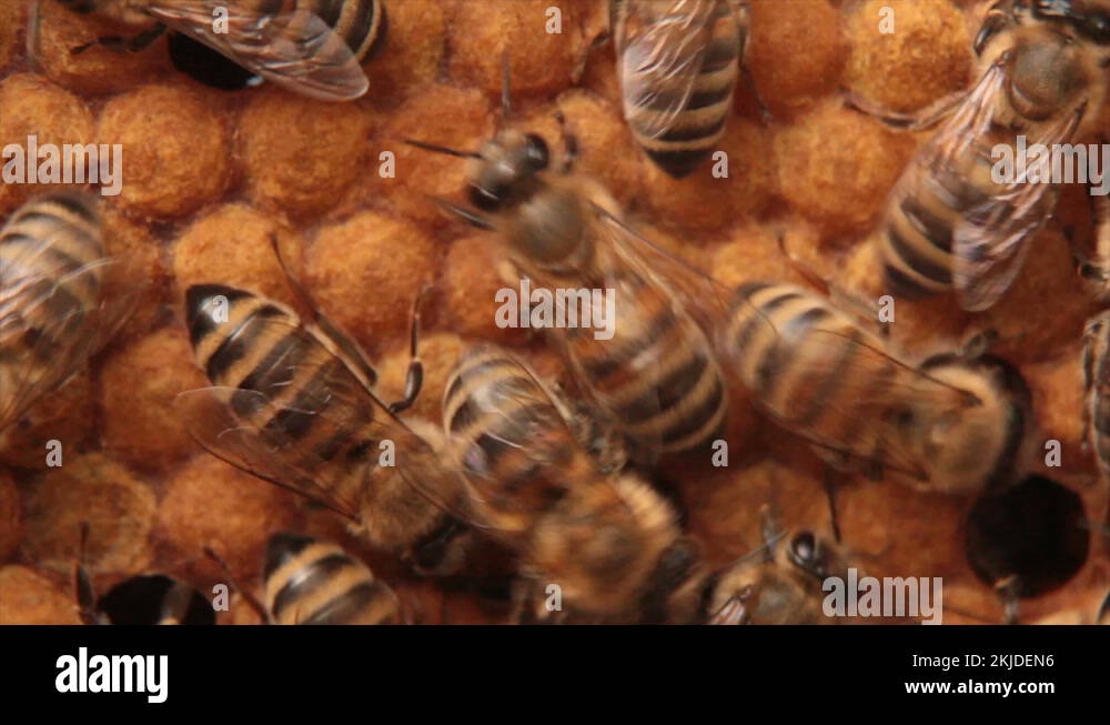 Brood protection Stock Videos & Footage - HD and 4K Video Clips - Alamy