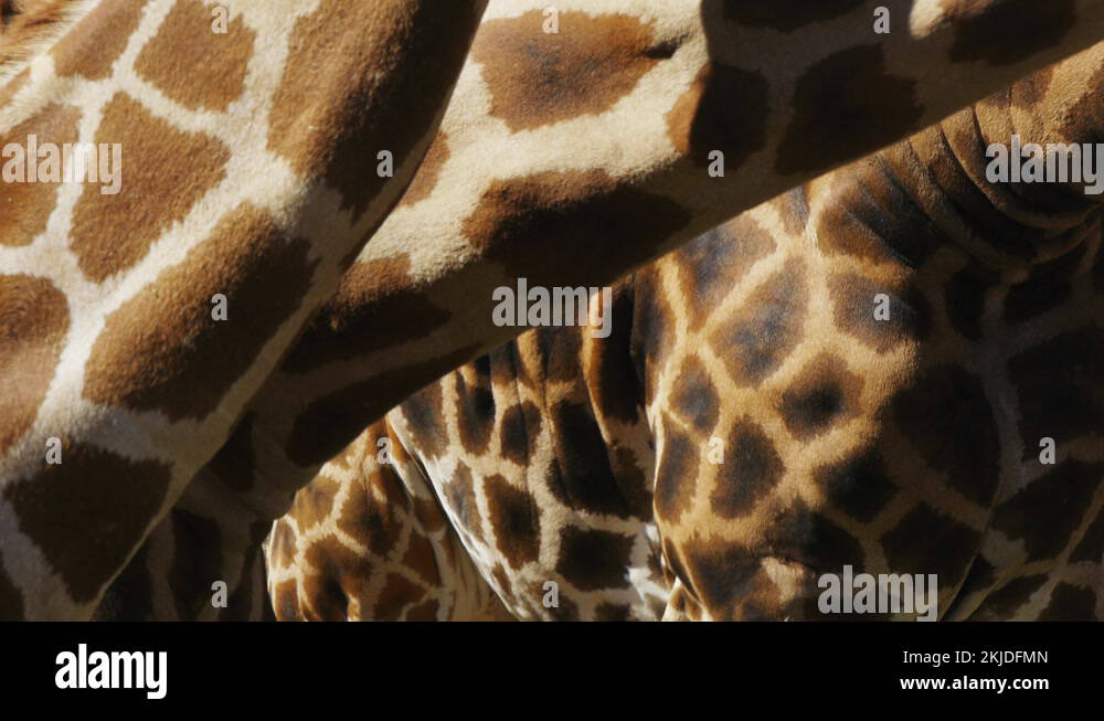 Giraffe necks Stock Videos & Footage - HD and 4K Video Clips - Alamy