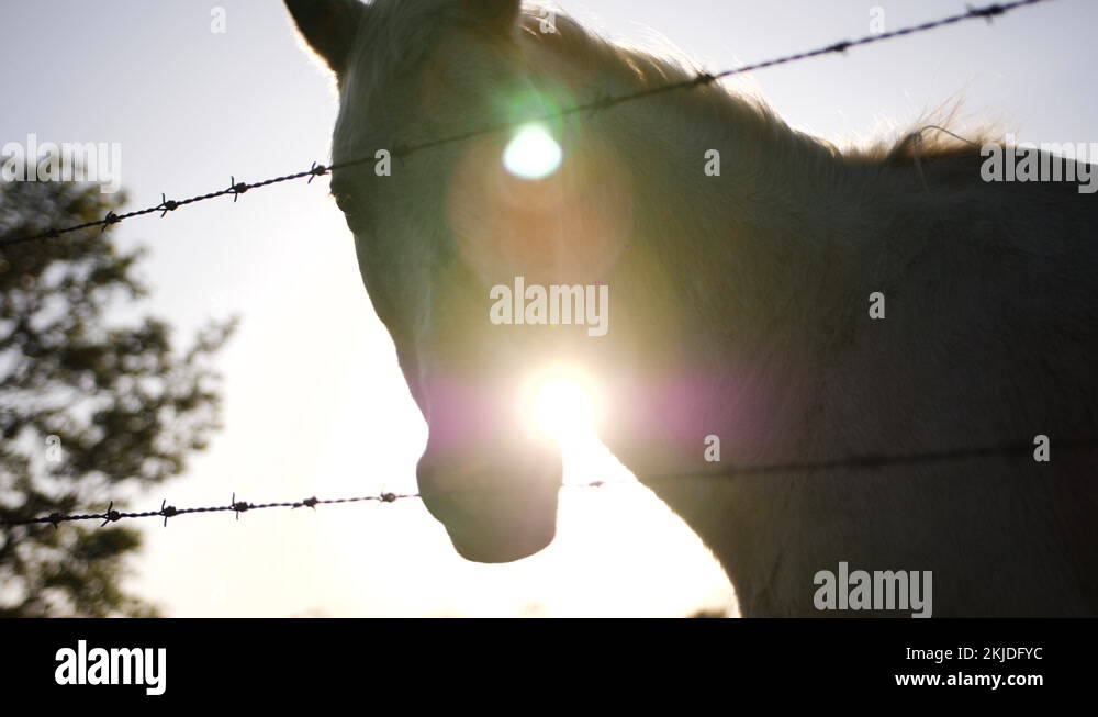 Confined animal Stock Videos & Footage - HD and 4K Video Clips - Alamy