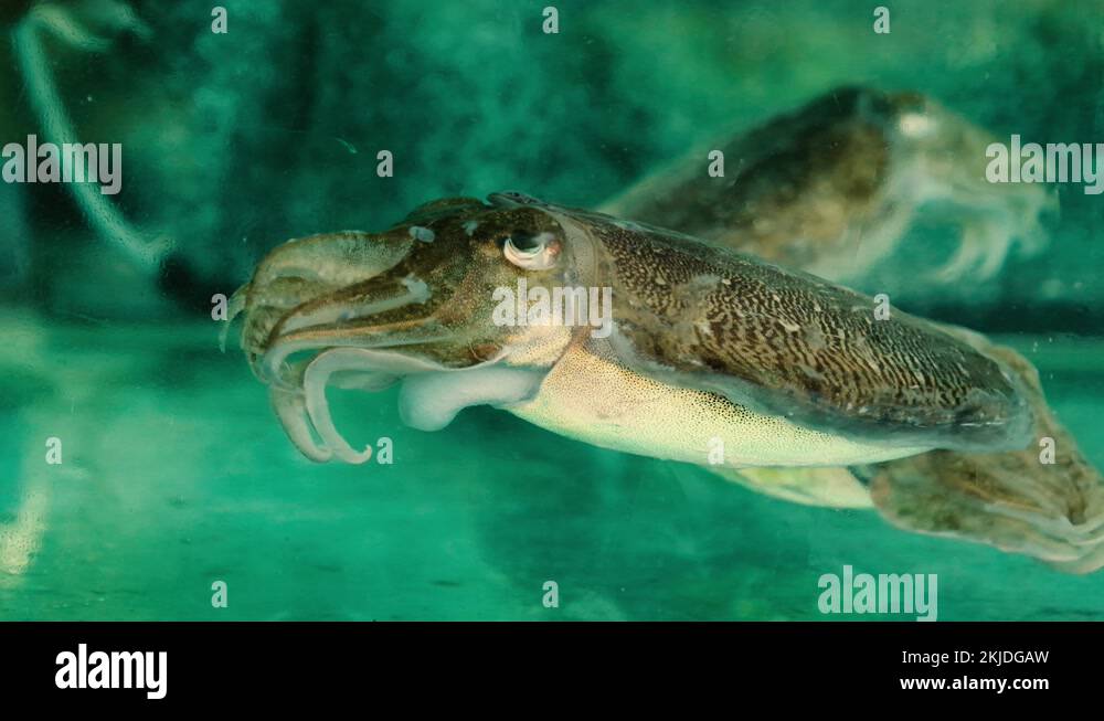 Cartoon cuttlefish Stock Videos & Footage - HD and 4K Video Clips - Alamy