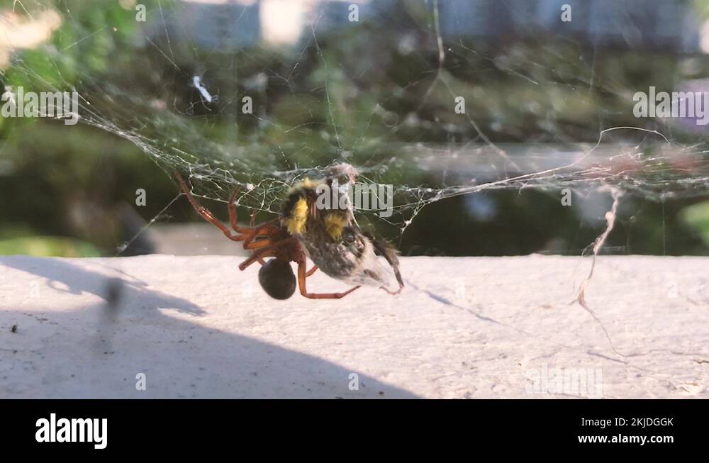 For trapping insects Stock Videos & Footage - HD and 4K Video Clips - Alamy