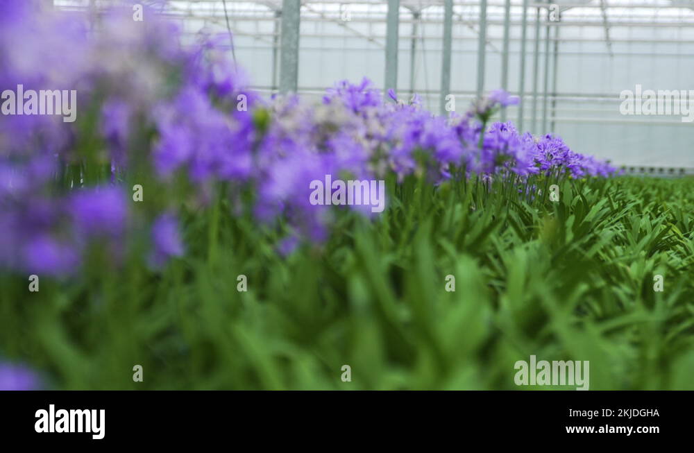 Greenery close up Stock Videos & Footage - HD and 4K Video Clips - Alamy