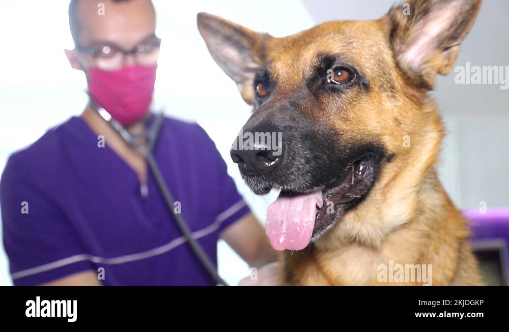 German shepherd close up for examination by a veterinarian. Treatment ...