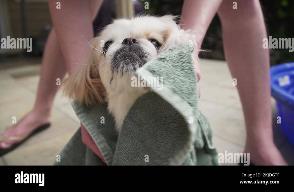 White pekingese dog Stock Videos & Footage - HD and 4K Video Clips - Alamy