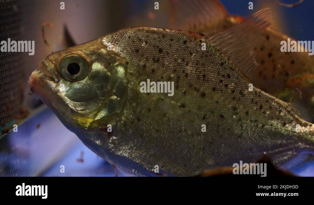 Piranha teeth Stock Videos & Footage - HD and 4K Video Clips - Alamy