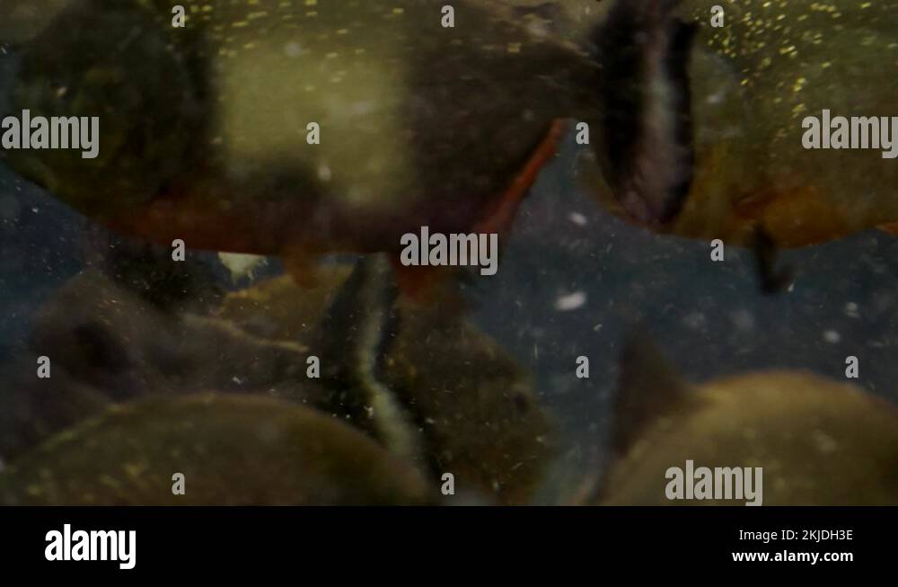 Red Bellied Piranha, Most famous ferocious fresh water fish inside an ...