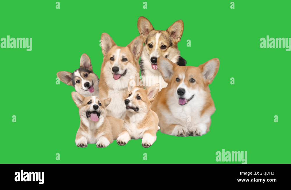Family green screen Stock Videos & Footage - HD and 4K Video Clips - Alamy