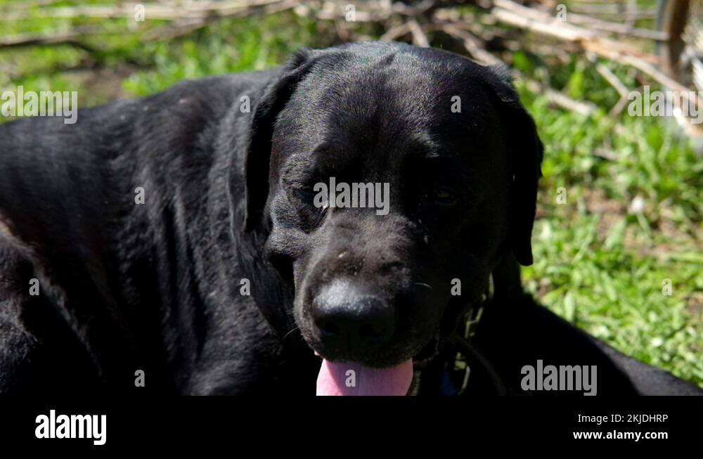 Black labrador retriever in the sun Stock Videos & Footage - HD and 4K ...