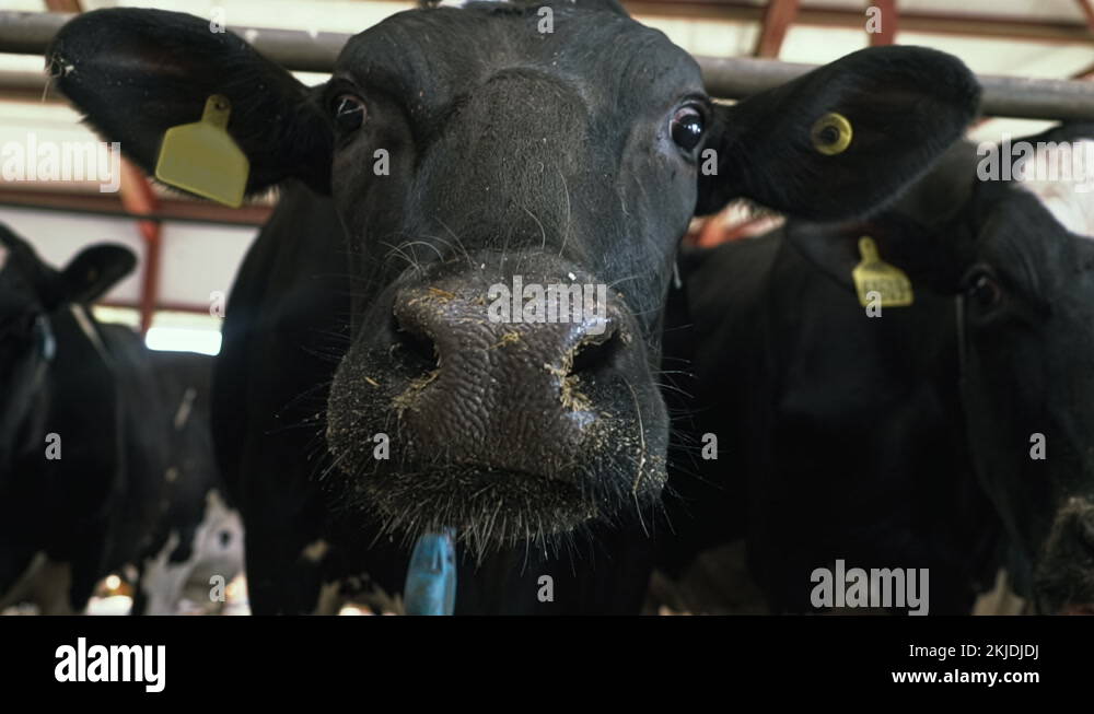 Cute cow close up, modern farm, animal livestock, milk production ...