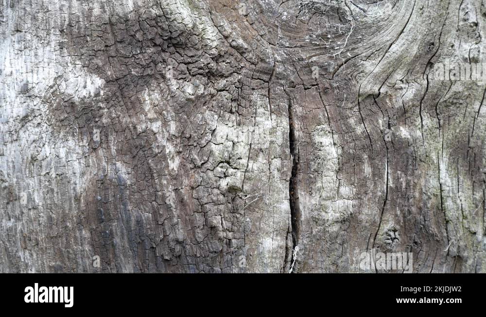 Aged lumber texture Stock Videos & Footage - HD and 4K Video Clips - Alamy