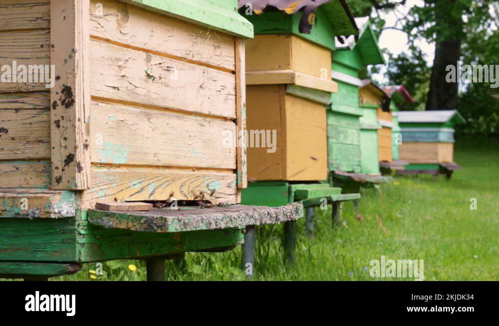 Bee swarm leaving a beehive Stock Videos & Footage - HD and 4K Video ...