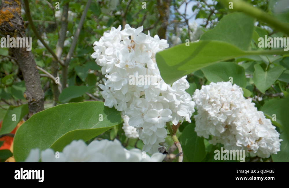 White flowers syringa vulgaris lilac Stock Videos & Footage - HD and 4K ...