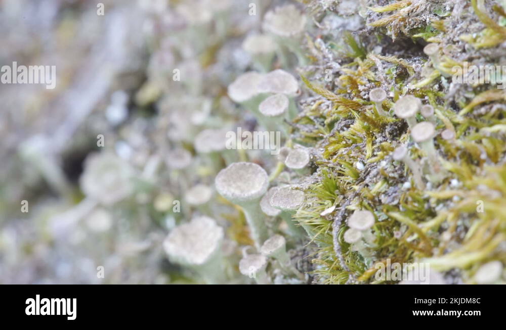 Tiny spores Stock Videos & Footage - HD and 4K Video Clips - Alamy