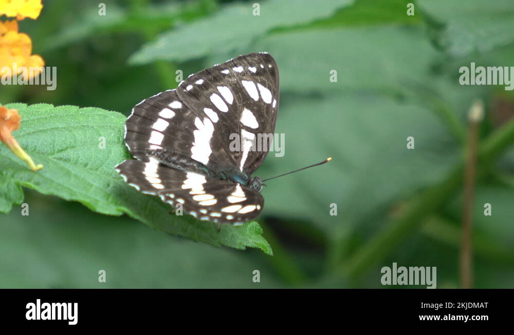Common sailor butterfly neptis hylas Stock Videos & Footage - HD and 4K ...