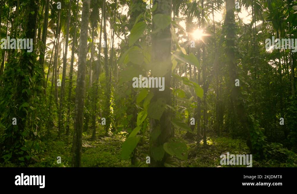 Shining beam Stock Videos & Footage - HD and 4K Video Clips - Alamy