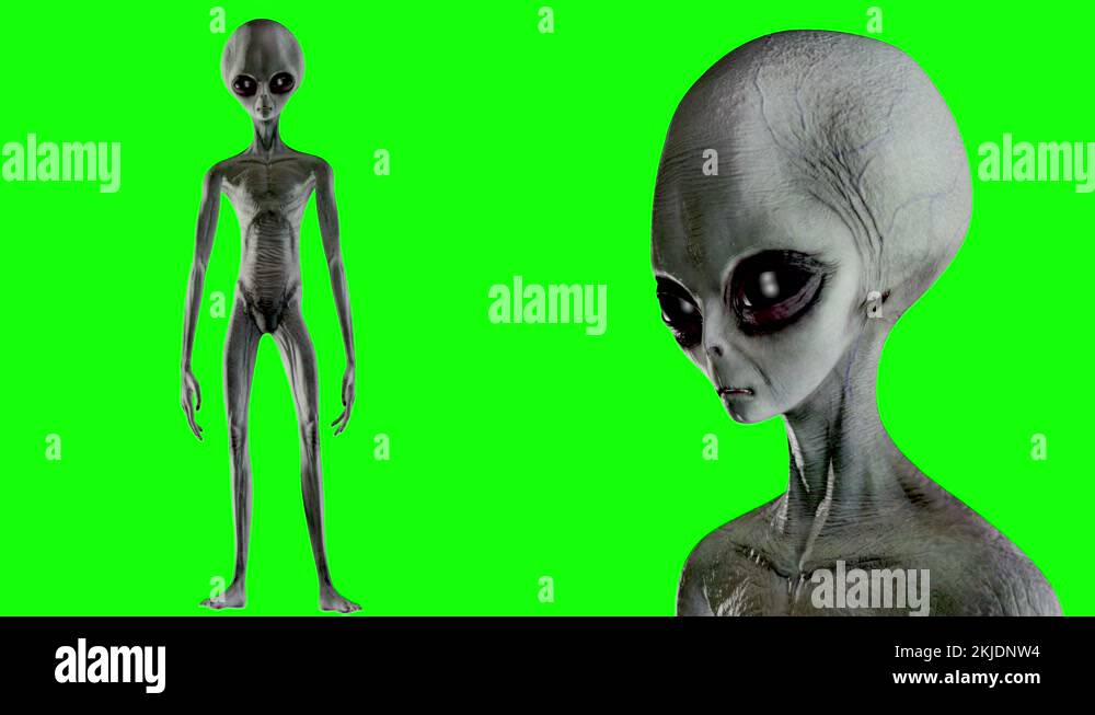 Scary gray alien stands and looks blinking on a green screen. UFO ...