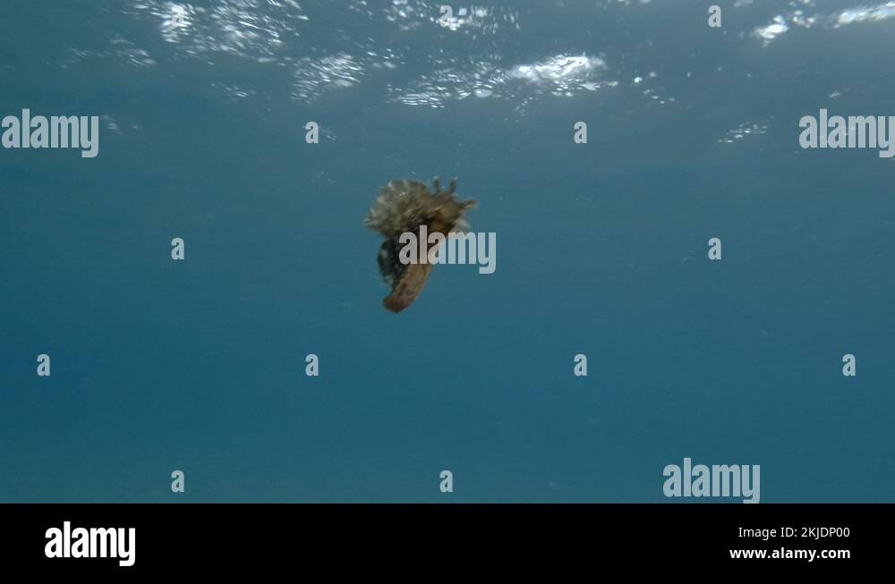 Sea Hare slowly swim under surface in the blue water. Nudibranch or sea ...