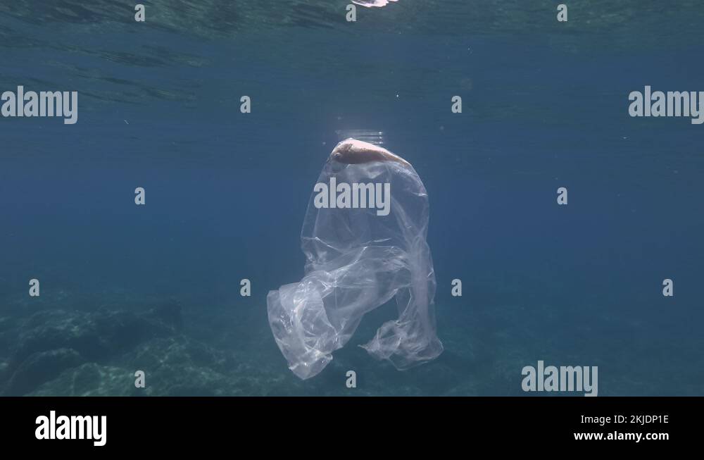 Plastic pollution, Pufferfish died hitting trapped in plastic bag ...